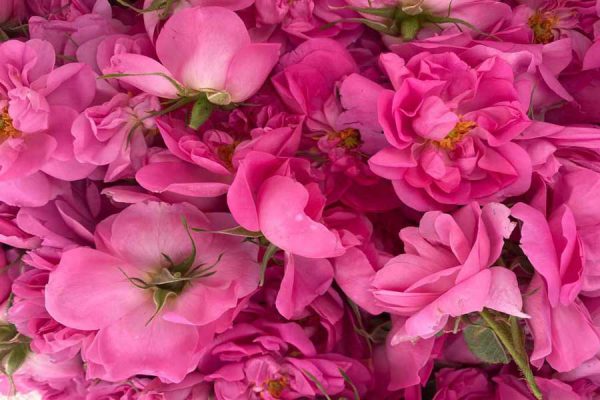 Iranian Rose water - IranExport